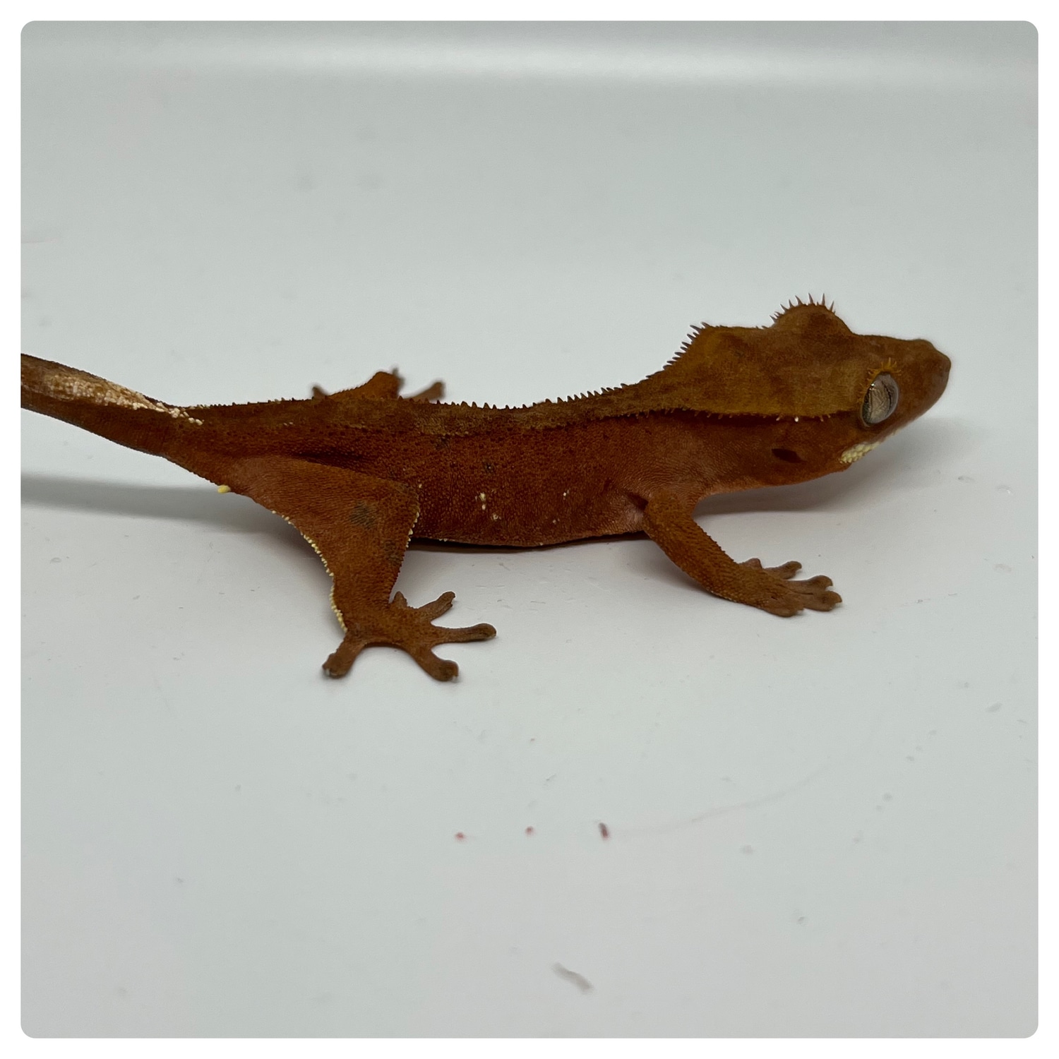 Red Patternless Crested Gecko by Sweet Tooth Geckos - MorphMarket