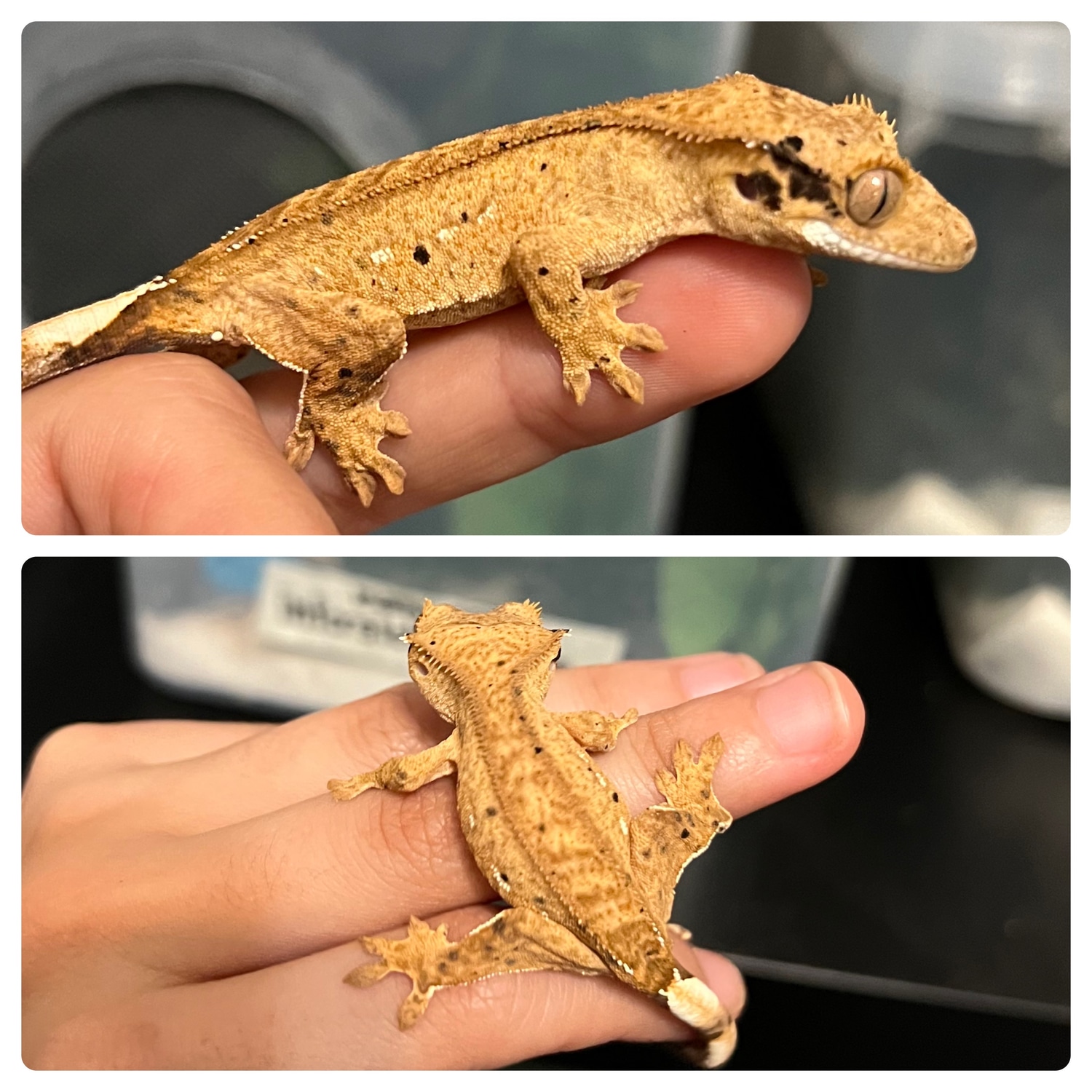 Dalmation Crested Gecko by Sweet Tooth Geckos - MorphMarket