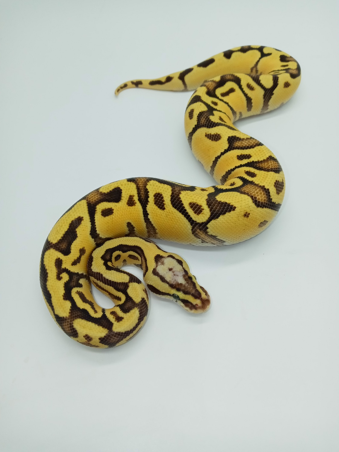 Firefly Enchi Blade 66 Clown 50 Lav Ball Python by Brian Perry Ball ...