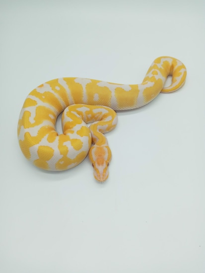 Enchi Lavender Albino Poss Blade 50 Clown Ball Python by Brian Perry Ball Pythons