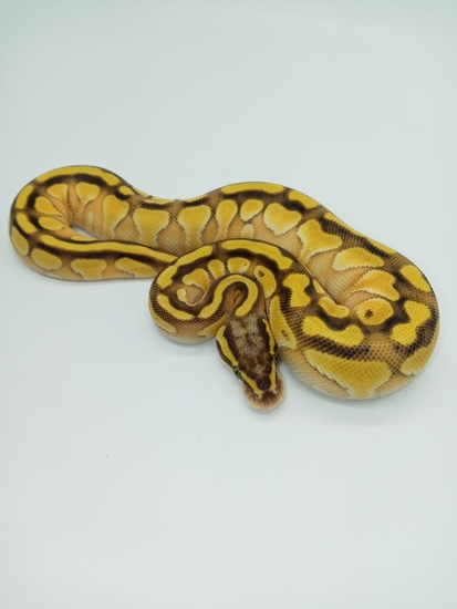 Super Pastel Enchi Butter Yellowbelly Ball Python by Brian Perry Ball ...