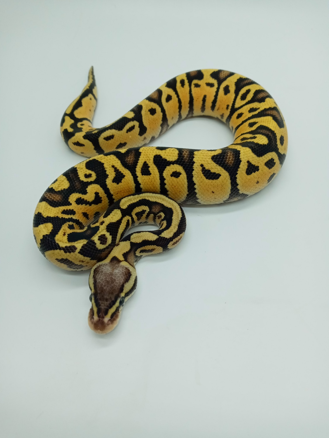 Firefly 66 Clown 50 Lav Ball Python by Brian Perry Ball Pythons ...