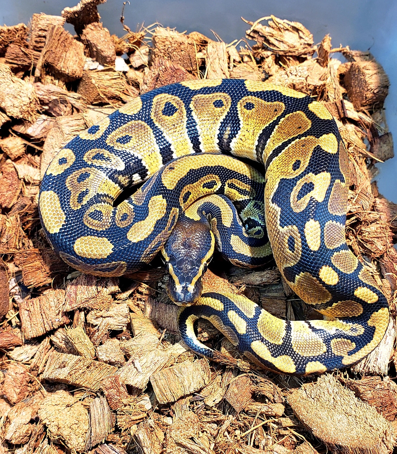 100% Het Pied 66% Het Lavender Ball Python by BrianPrize Reptiles ...