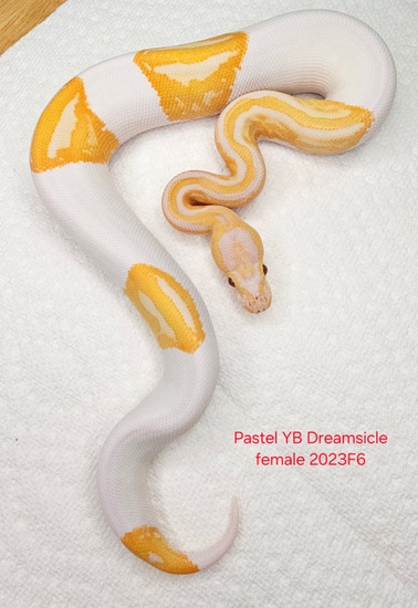Female Pastel YB Dreamsicle Ball Python by BrianPrize Reptiles