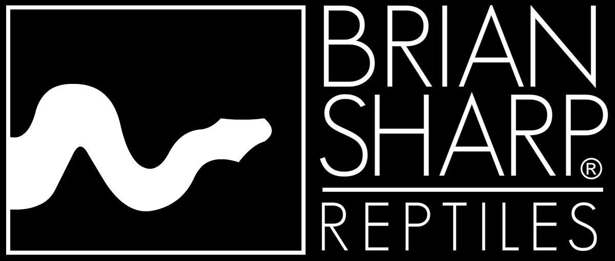 Cribo & Indigo Snakes Clutch: 1920GRMF by Brian Sharp Reptiles - MorphMarket