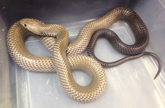 2016 Axanthic Male/2017 Het Axanthic Female BT Cribo Pair, $3500 Cribo & Indigo Snakes by Brian ...