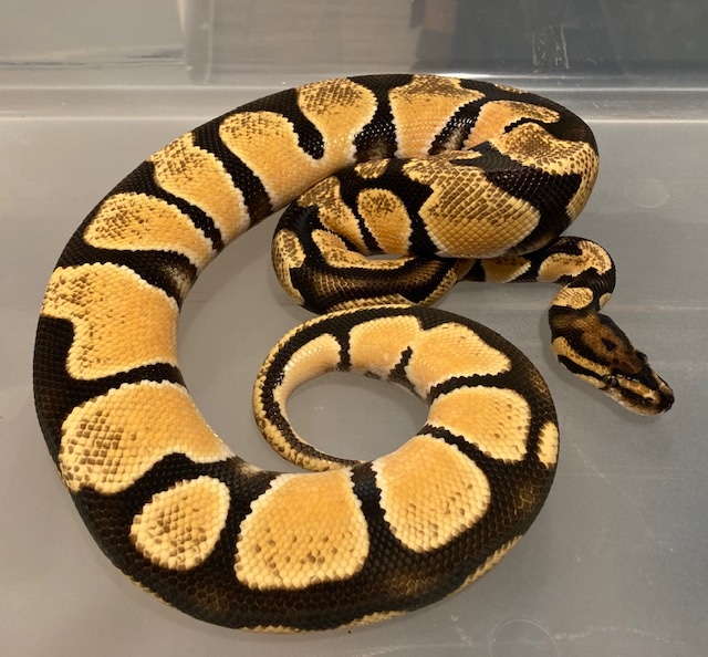 Proven High Intensity Line Super Orange Dream Ball Python by Brian ...