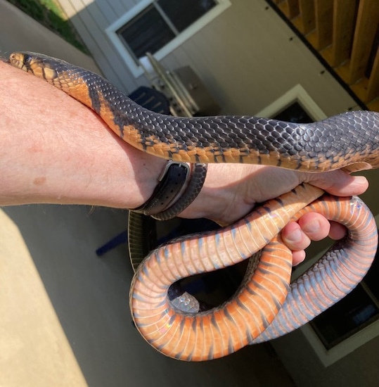 1.1 Young Adult Pair Guerrero Rubidus Cribo & Indigo Snakes by Brian ...