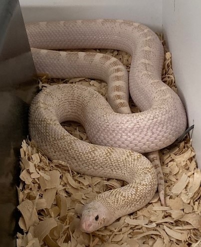 Proven Hypo Whiteside Multi-het Bull Male Bullsnake by Brian Sharp ...