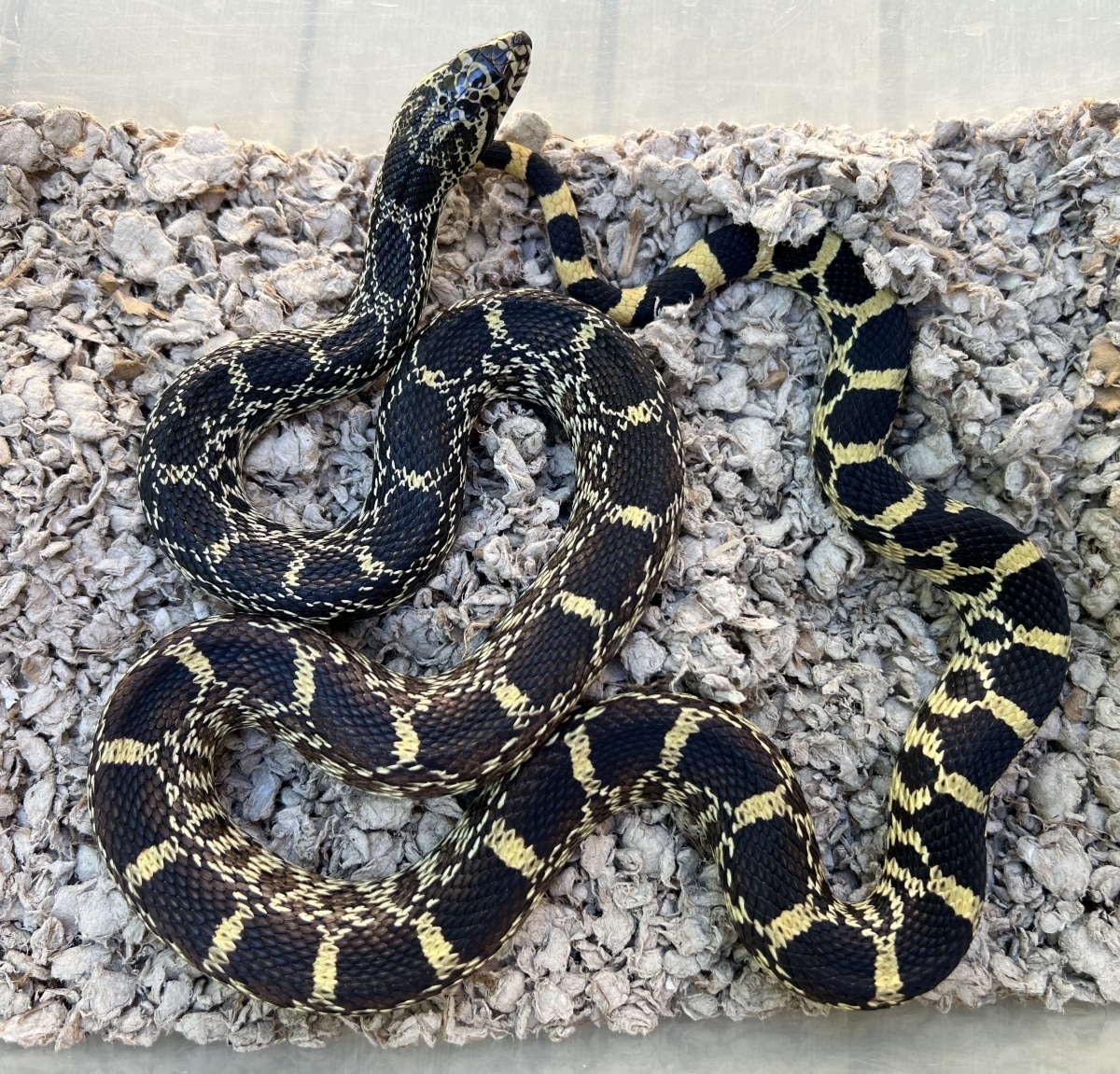 1.1 Black Kankakee Bull Young Adults $550/pair Bullsnake by Brian Sharp ...