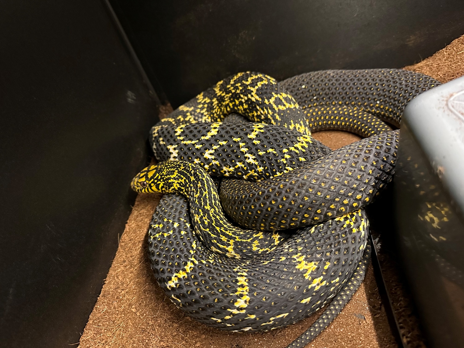 8 Ft Cb Male King Rat Tame $800 Other Rat Snake by Brian Sharp Reptiles ...