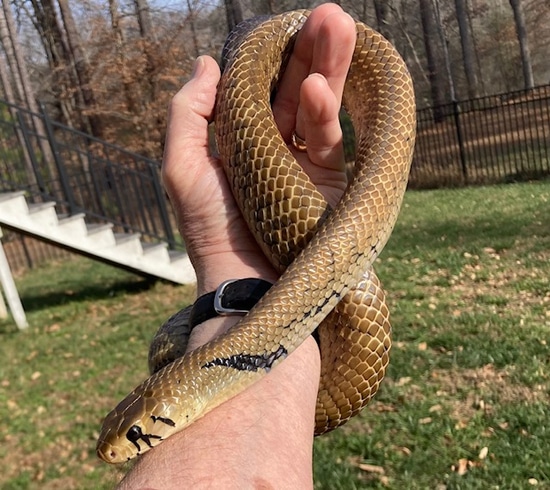 4 Foot Black Tail Cribo $1,050 Cribo & Indigo Snakes by Brian Sharp ...