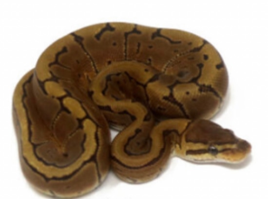 Pin Ball Python by Superior Snakes