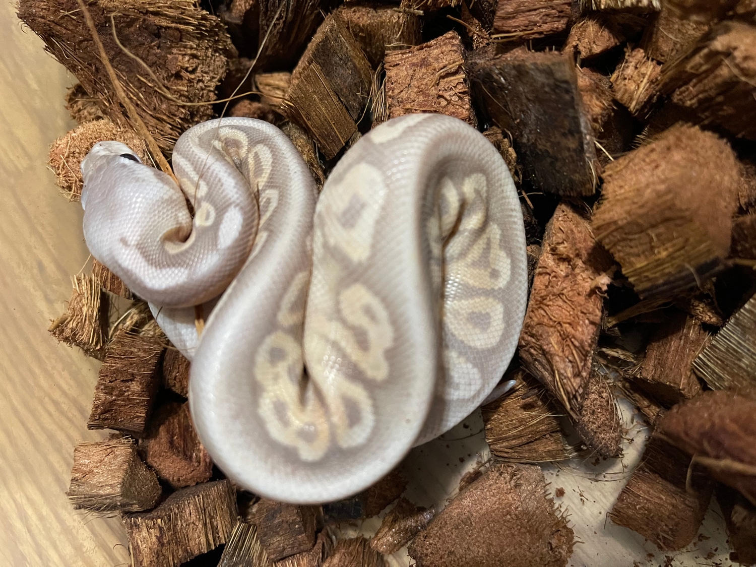 Banana Pewter Ball Python by Bmc Exotics Llc - MorphMarket