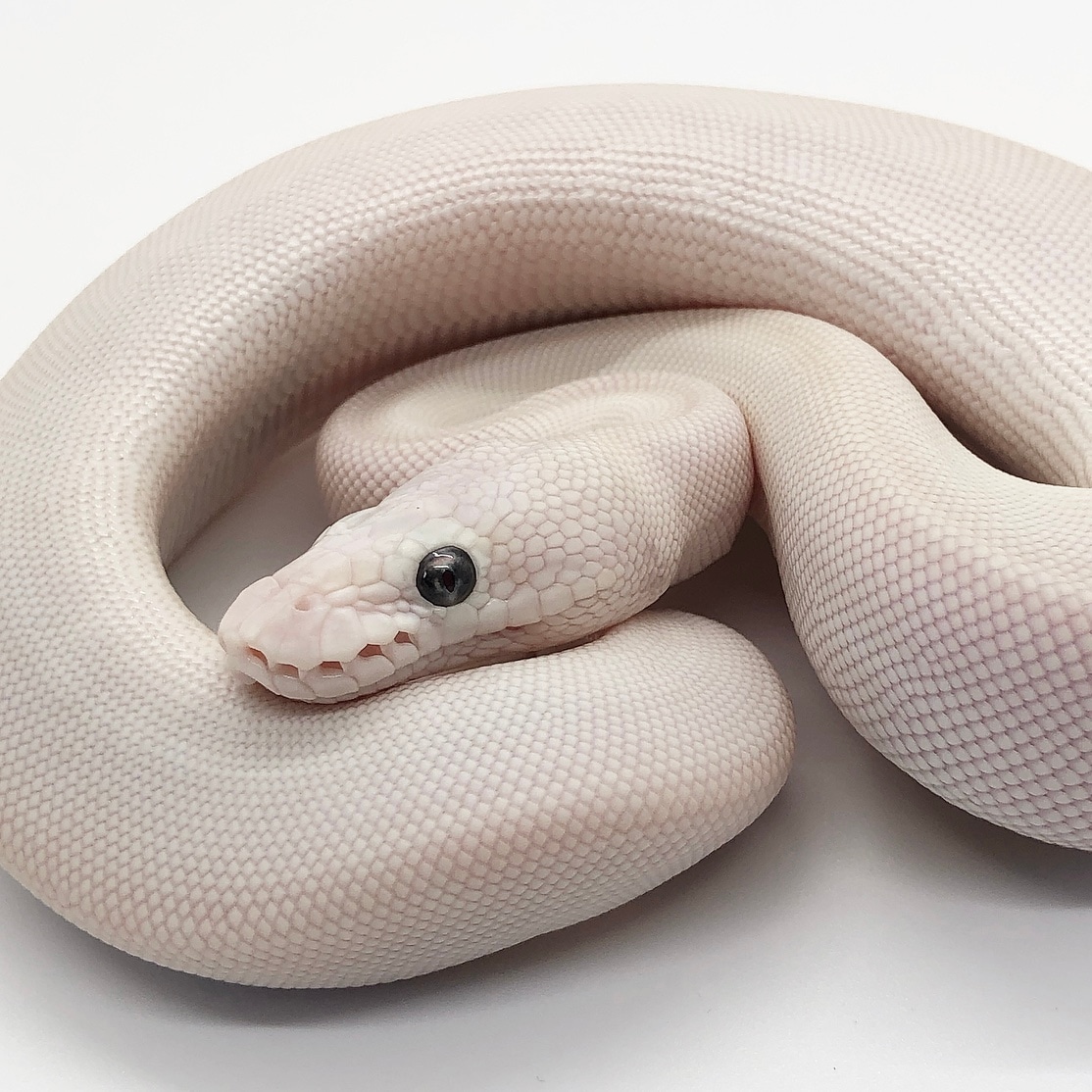 Super Lesser BEL Ball Python by Rosebud Reptiles - MorphMarket