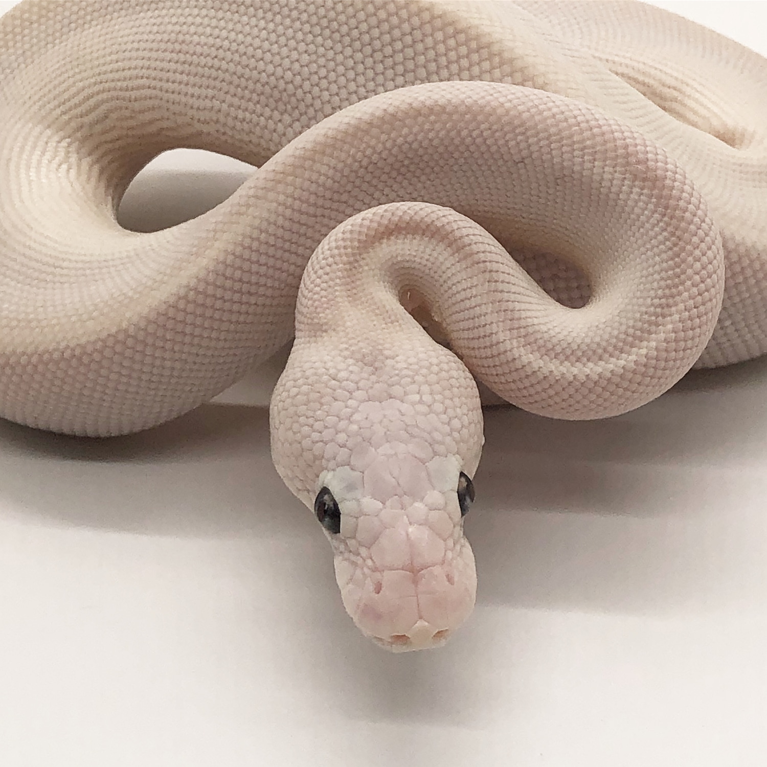 Super Lesser BEL Ball Python by Rosebud Reptiles - MorphMarket