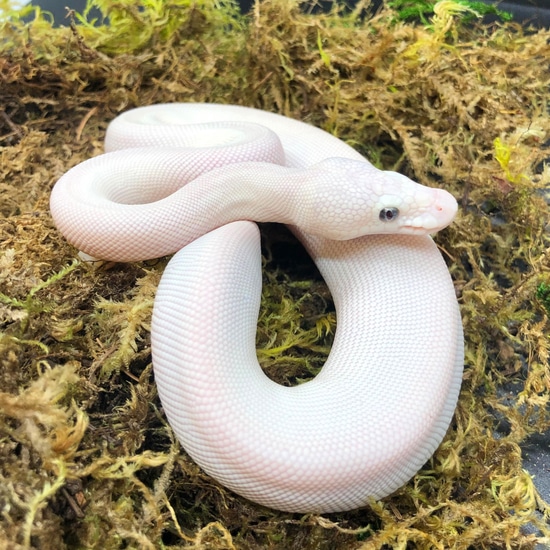 Super Butter Ball Python by Rosebud Reptiles