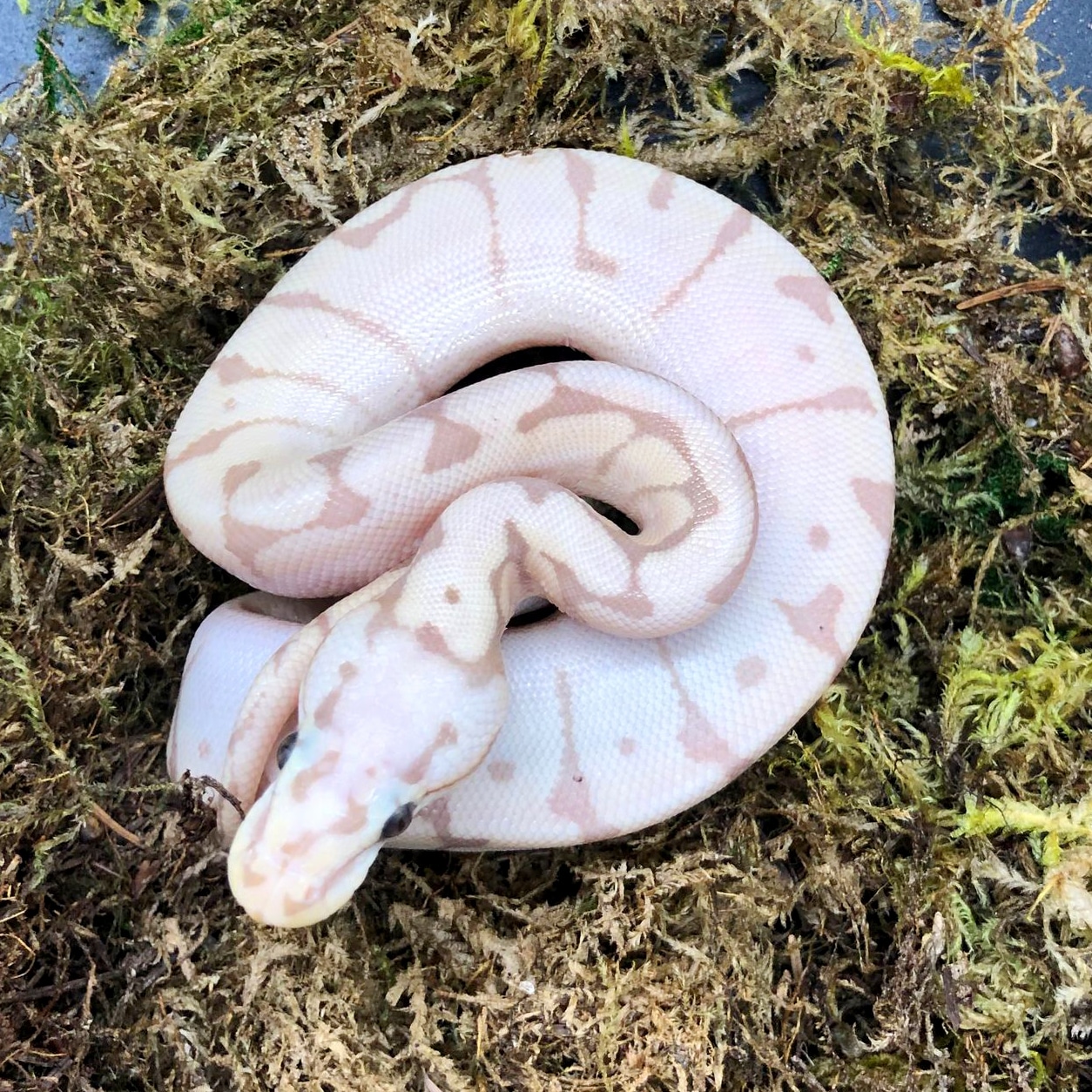Banana Butter Enchi Pastel Spider Ball Python by Rosebud Reptiles ...