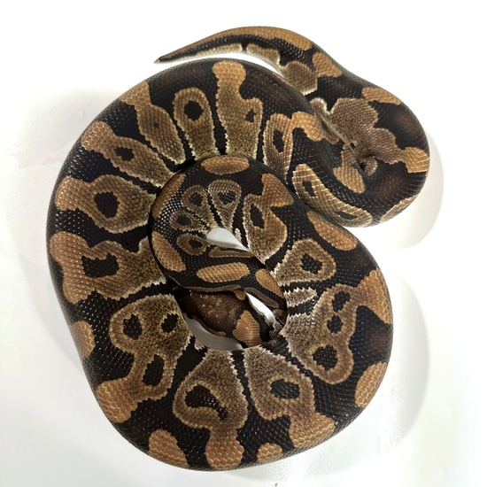 Normal Het Clown Ball Python by Rosebud Reptiles