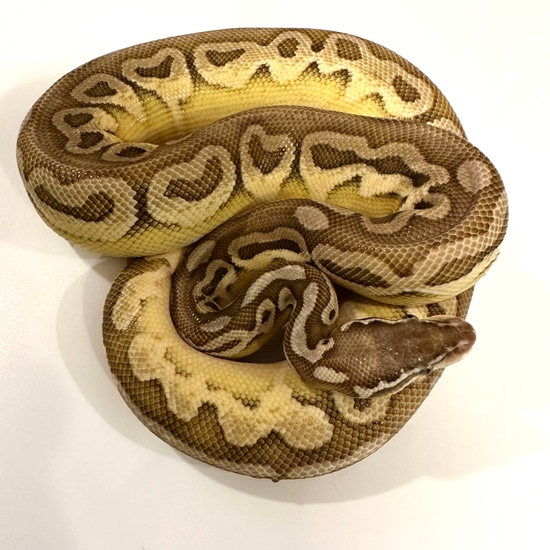 Pastel Lesser HRA Ball Python by Rosebud Reptiles
