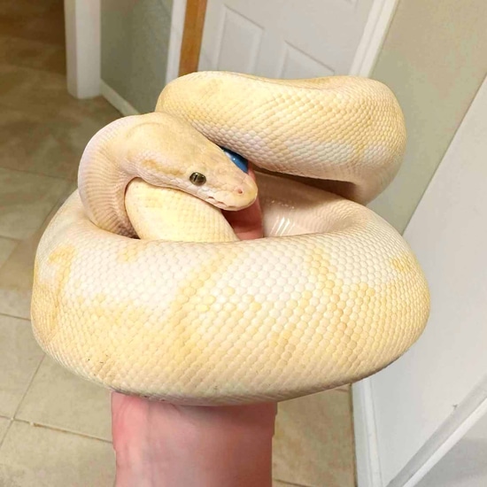 Banana Pastel Butter Enchi Spinner Male Ball Python by Rosebud Reptiles