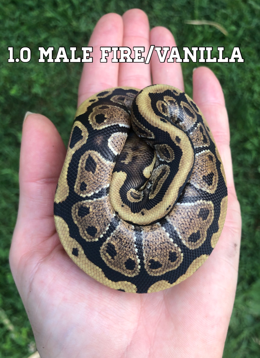 Fire/Vanilla Ball Python by Base Reptiles - MorphMarket