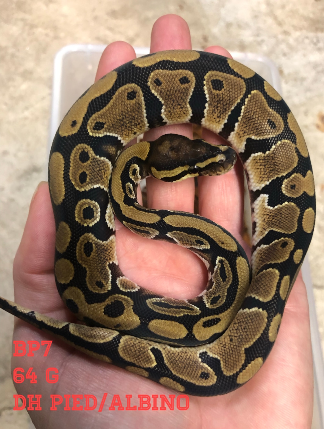 Double Het Albino Pied Ball Python by Base Reptiles - MorphMarket