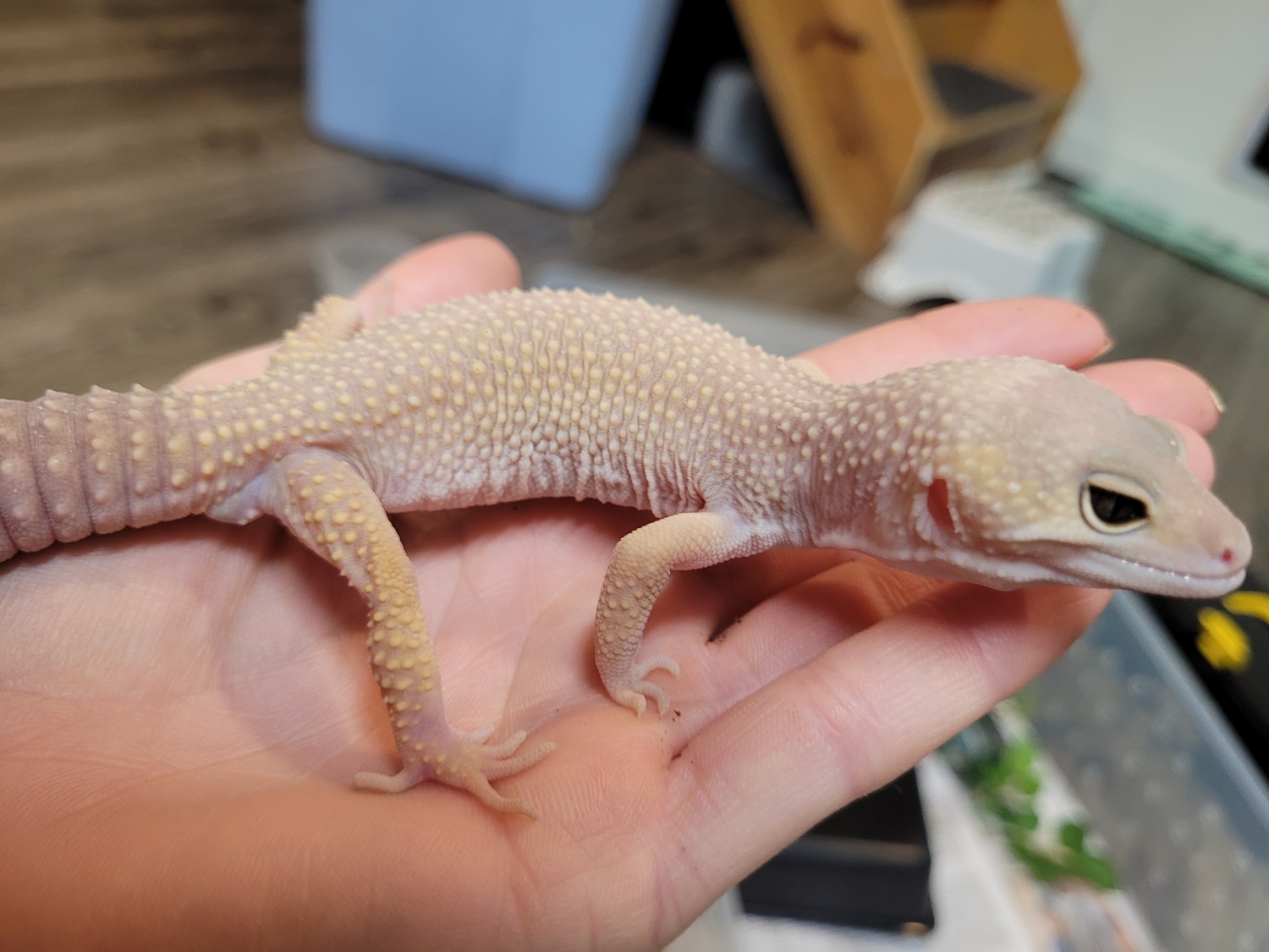 Sub Adult Snow Leopard Gecko by Base Reptiles - MorphMarket