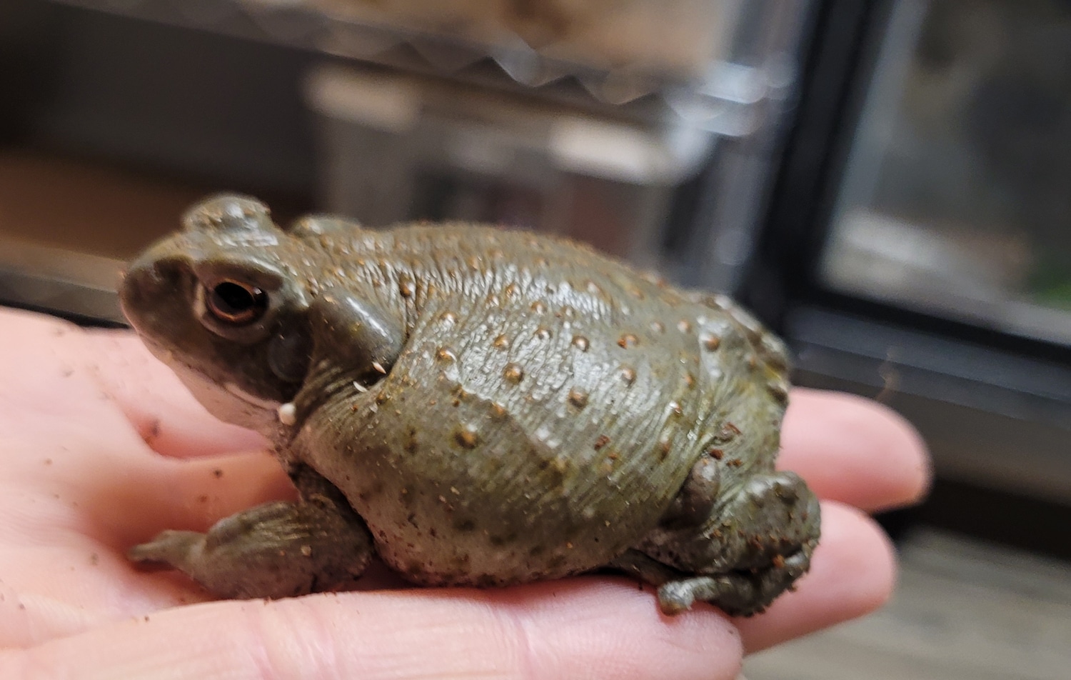 Colorado River Toad by Base Reptiles - MorphMarket