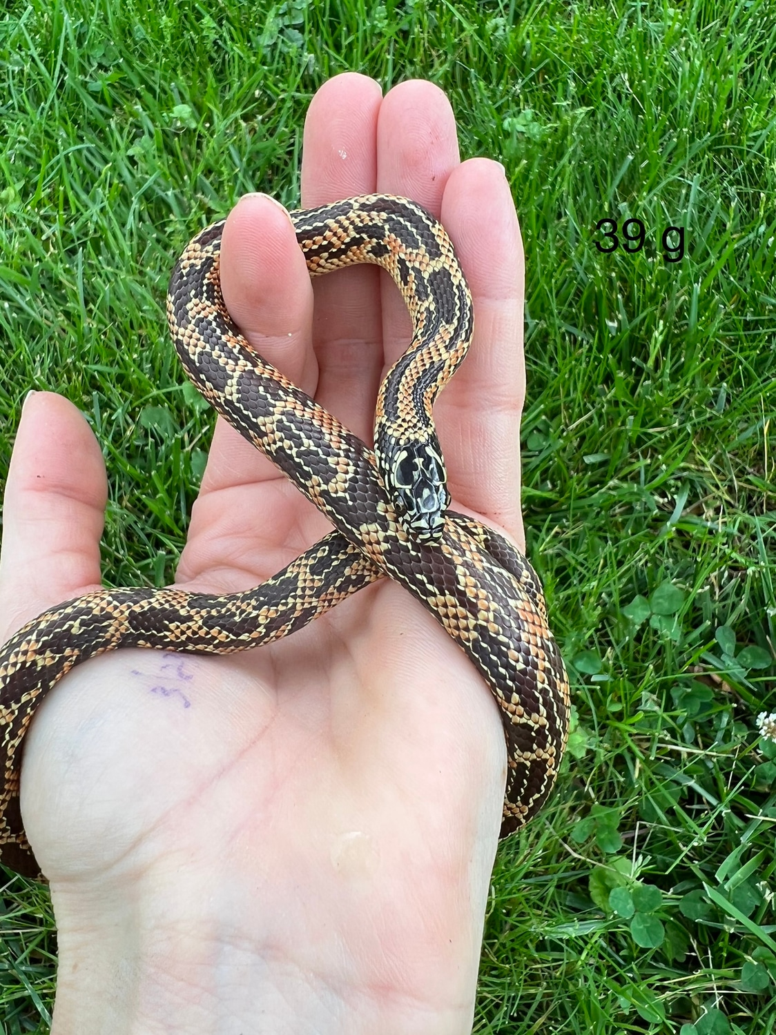 Mosaic Florida Kingsnake by Base Reptiles - MorphMarket