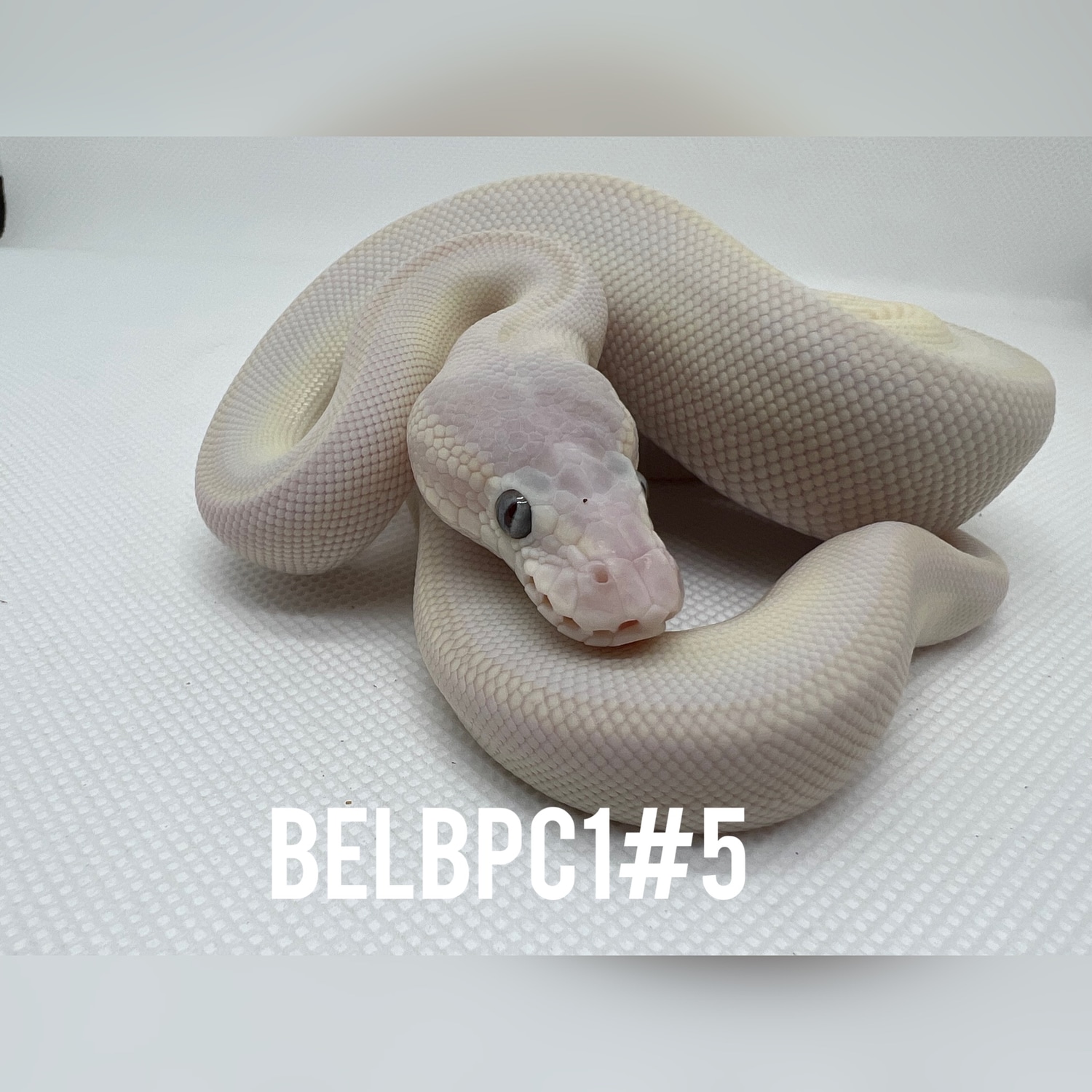 Mojave Russo Pos Pastel Ball Python by Base Reptiles - MorphMarket