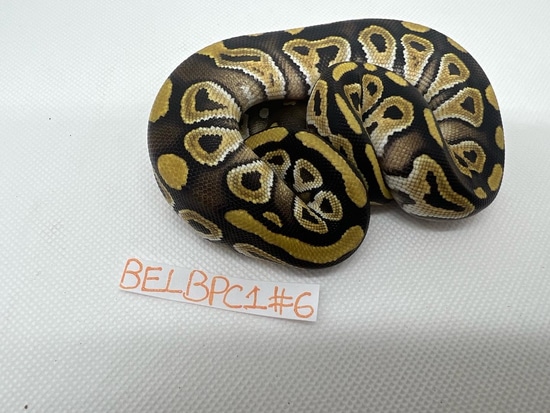 Russo Ball Python by Base Reptiles