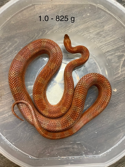 Adult Bloodred Corn Snake by Base Reptiles