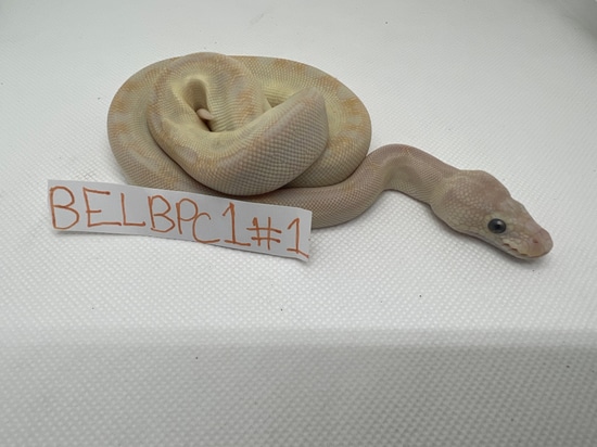 *Sale!* Russo Special Ball Python by Base Reptiles