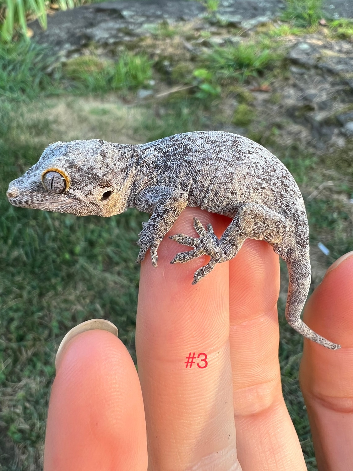 Reticulated Gargoyle Gecko by Base Reptiles - MorphMarket