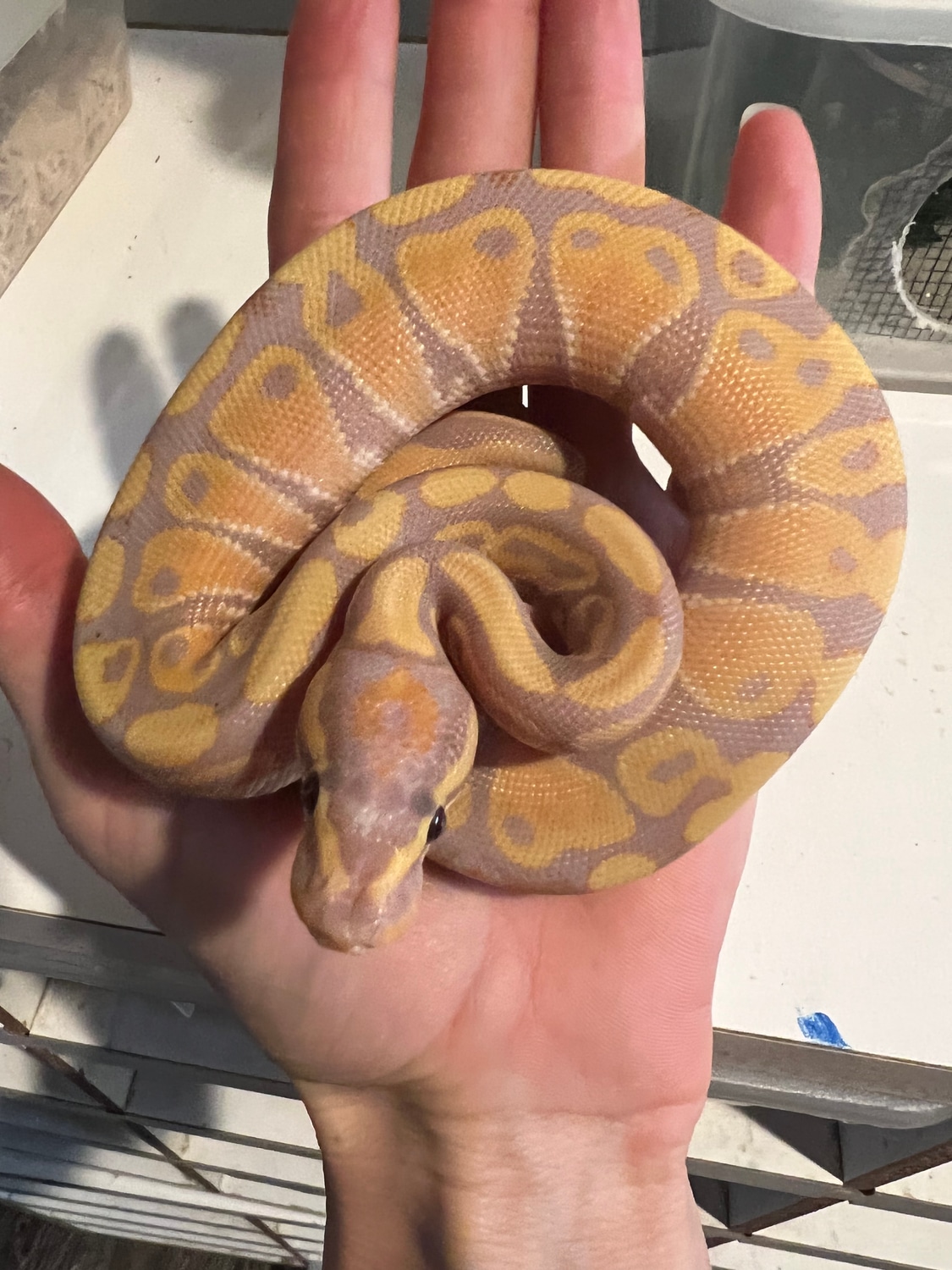 Banana Het G Stripe Ball Python by Base Reptiles - MorphMarket