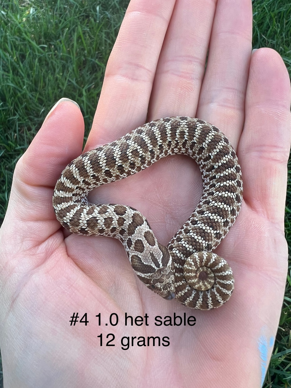 *SALE!* Het Sable Western Hognose by Base Reptiles - MorphMarket