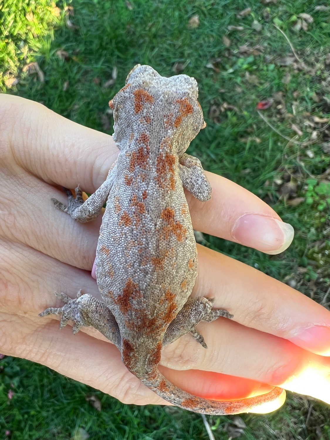 Tiki Deadpool Lines Red Blotch Gargoyle Gargoyle Gecko by Base Reptiles ...