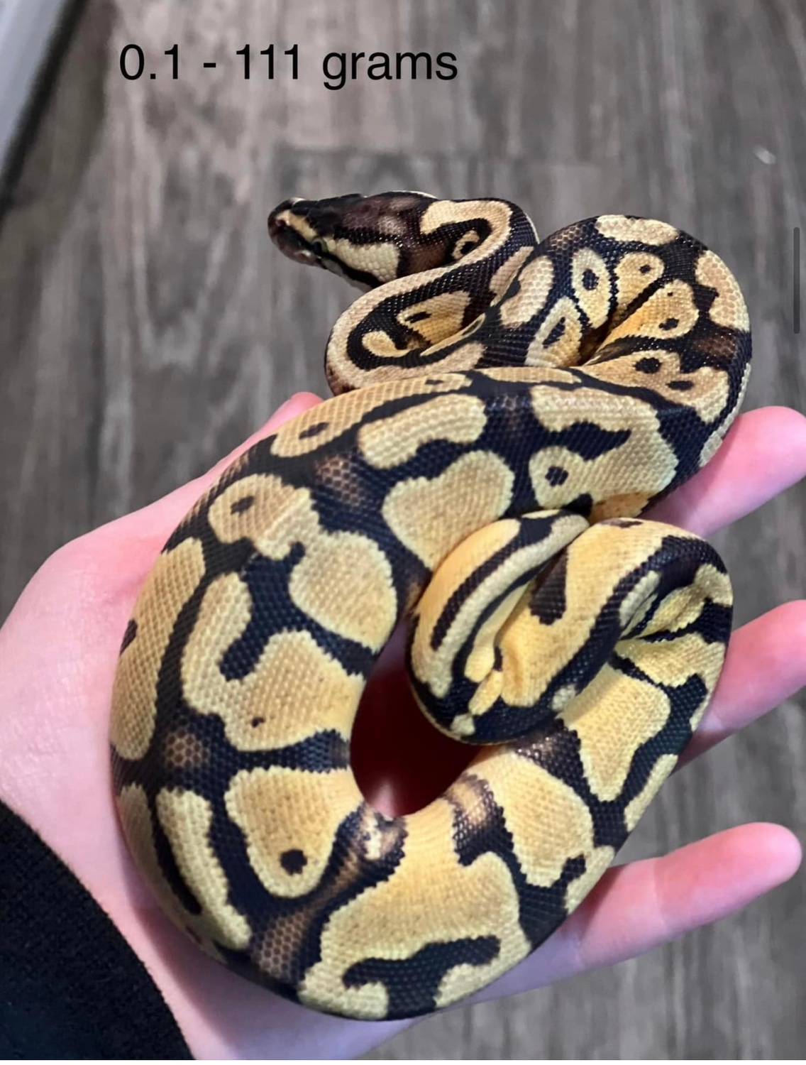 Female Possible Enchi Pastel YB Or Gravel Ball Python by Base Reptiles ...