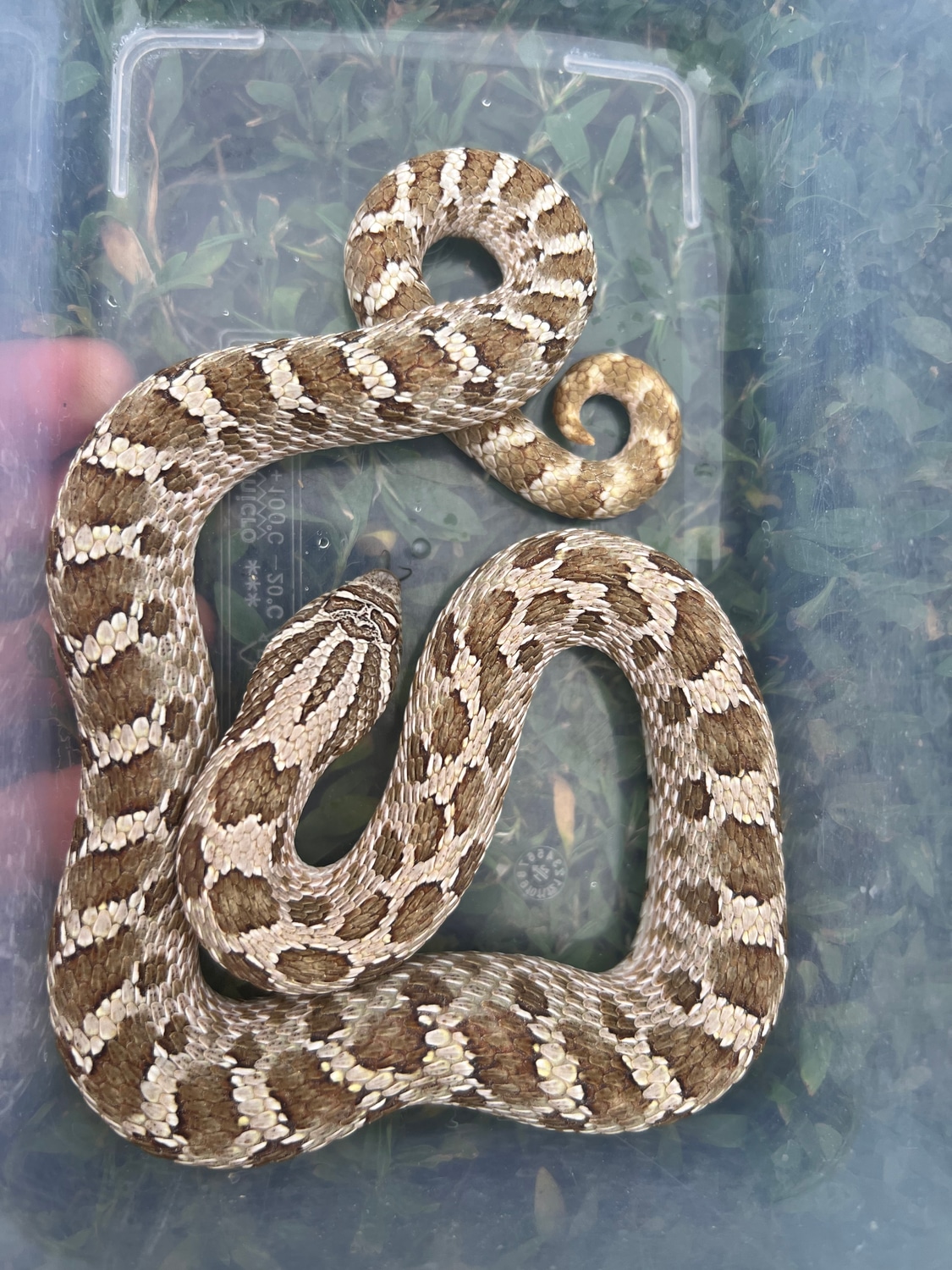 Shadow Het Sable Proven Male Western Hognose by Base Reptiles - MorphMarket