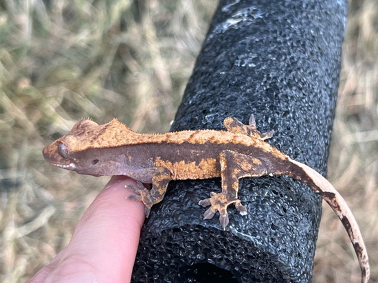 Bright Orange Crested Gecko by Base Reptiles