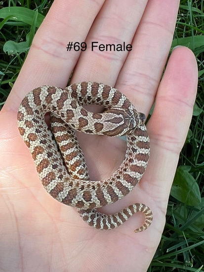 Female Western Hognose by Base Reptiles