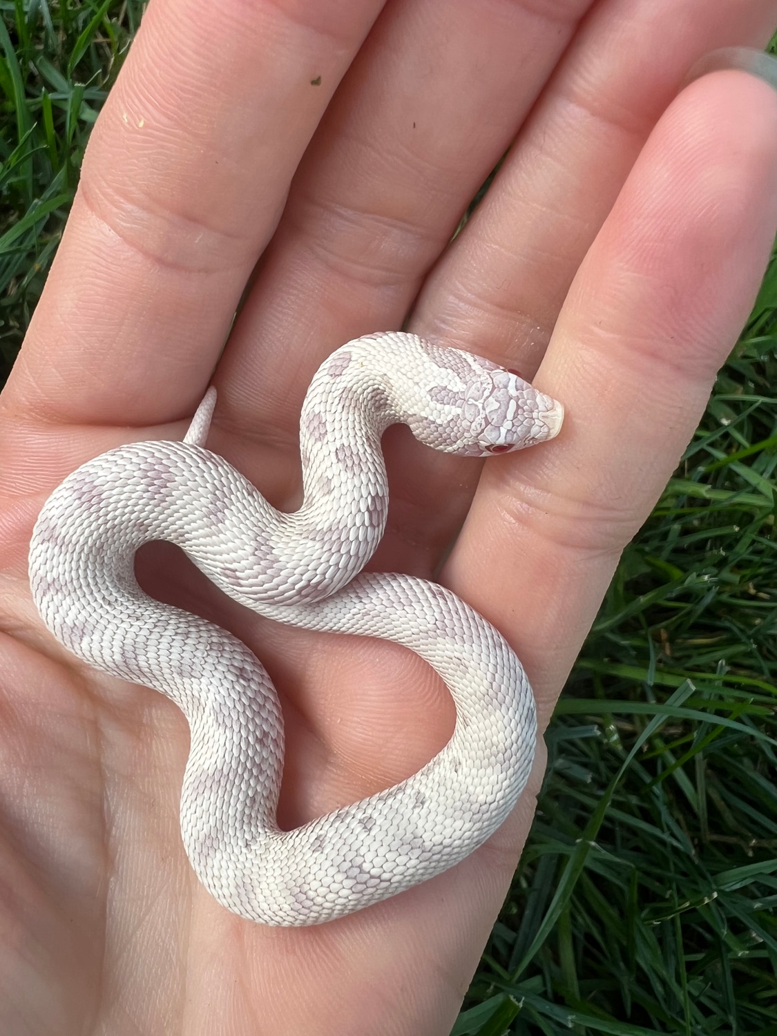 Female Snow Anaconda Western Hognose by Base Reptiles - MorphMarket
