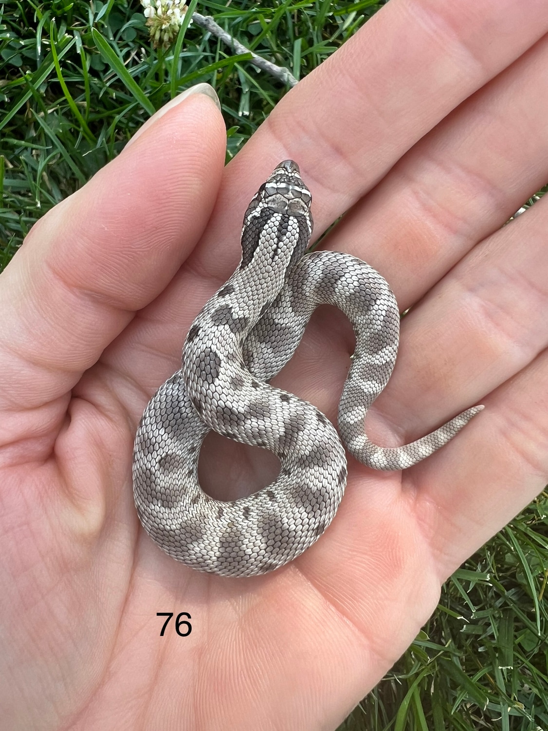 Anaconda Axanthic Het Snow Western Hognose by Base Reptiles - MorphMarket