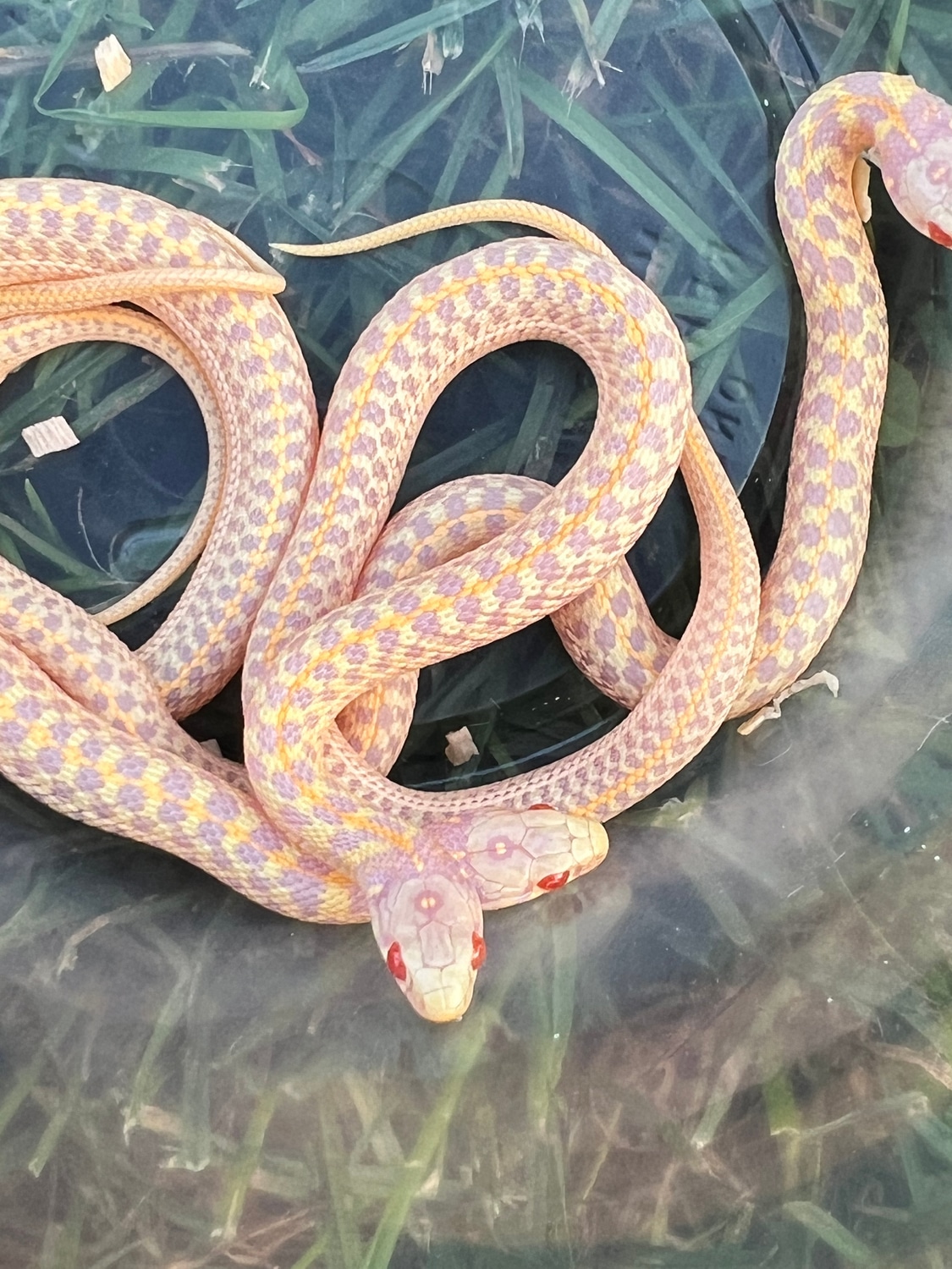 Albino Checkered Garters Garter Snake by Base Reptiles - MorphMarket