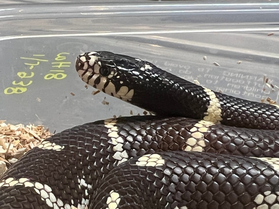 Adult Female CA Kingsnake California Kingsnake by Base Reptiles