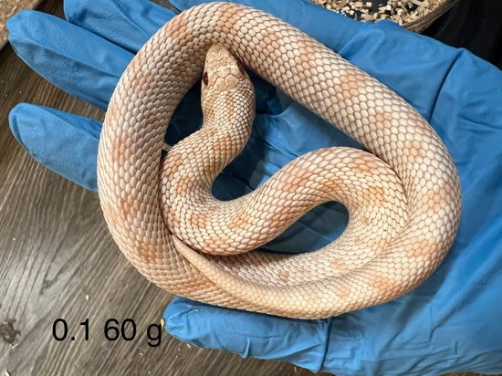 Subadult Female Yeti Western Hognose by Base Reptiles