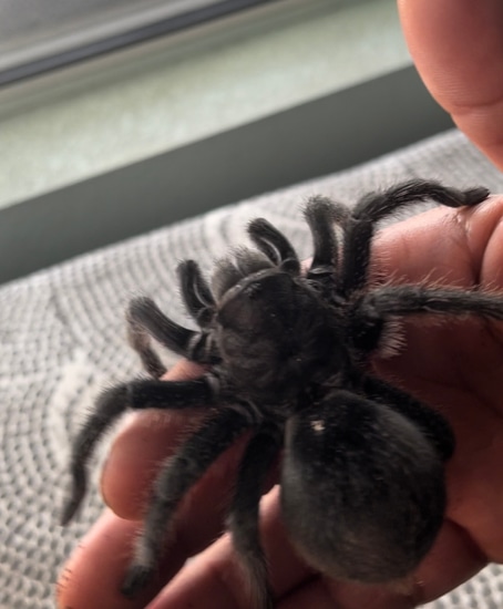 Grammastola Pulcra Sub Adult Females Tarantula by Superior Serpents