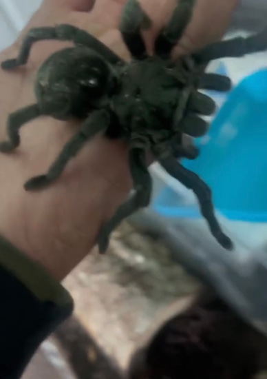 Grammastola Pulcra Sub Adult Female Tarantula by Superior Serpents