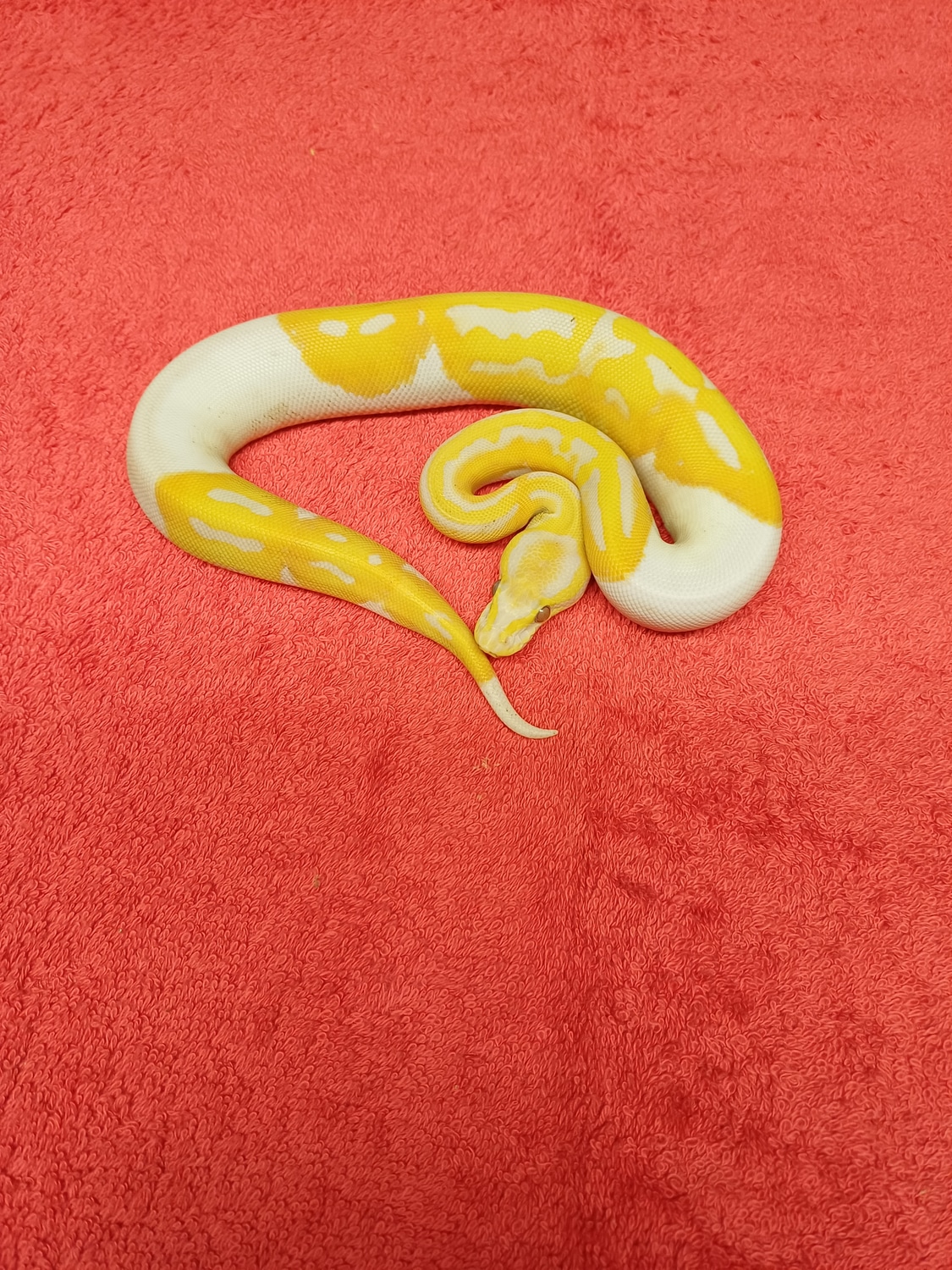 Lavender Albino Piebald Ball Python by Brins Balls - MorphMarket
